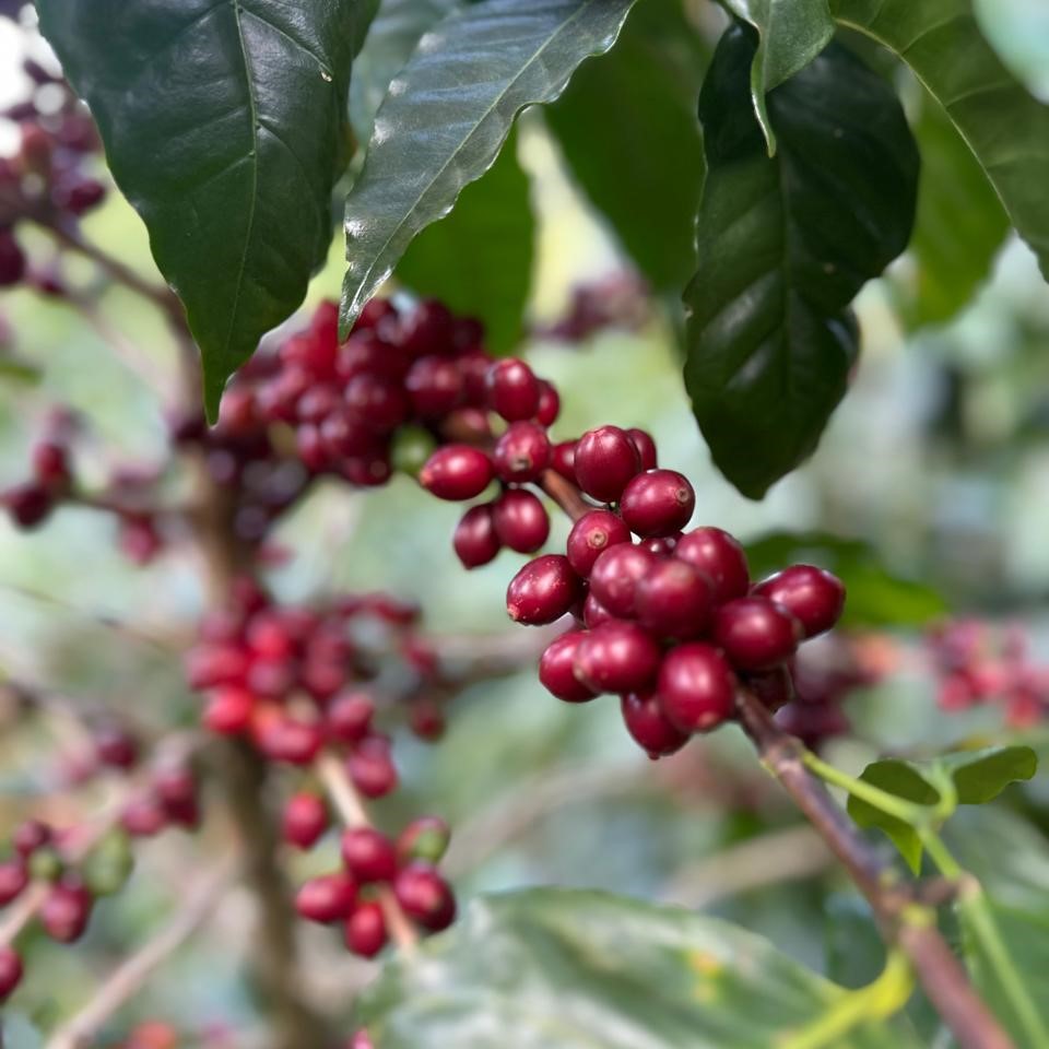 Specialty Coffee | El Salvador